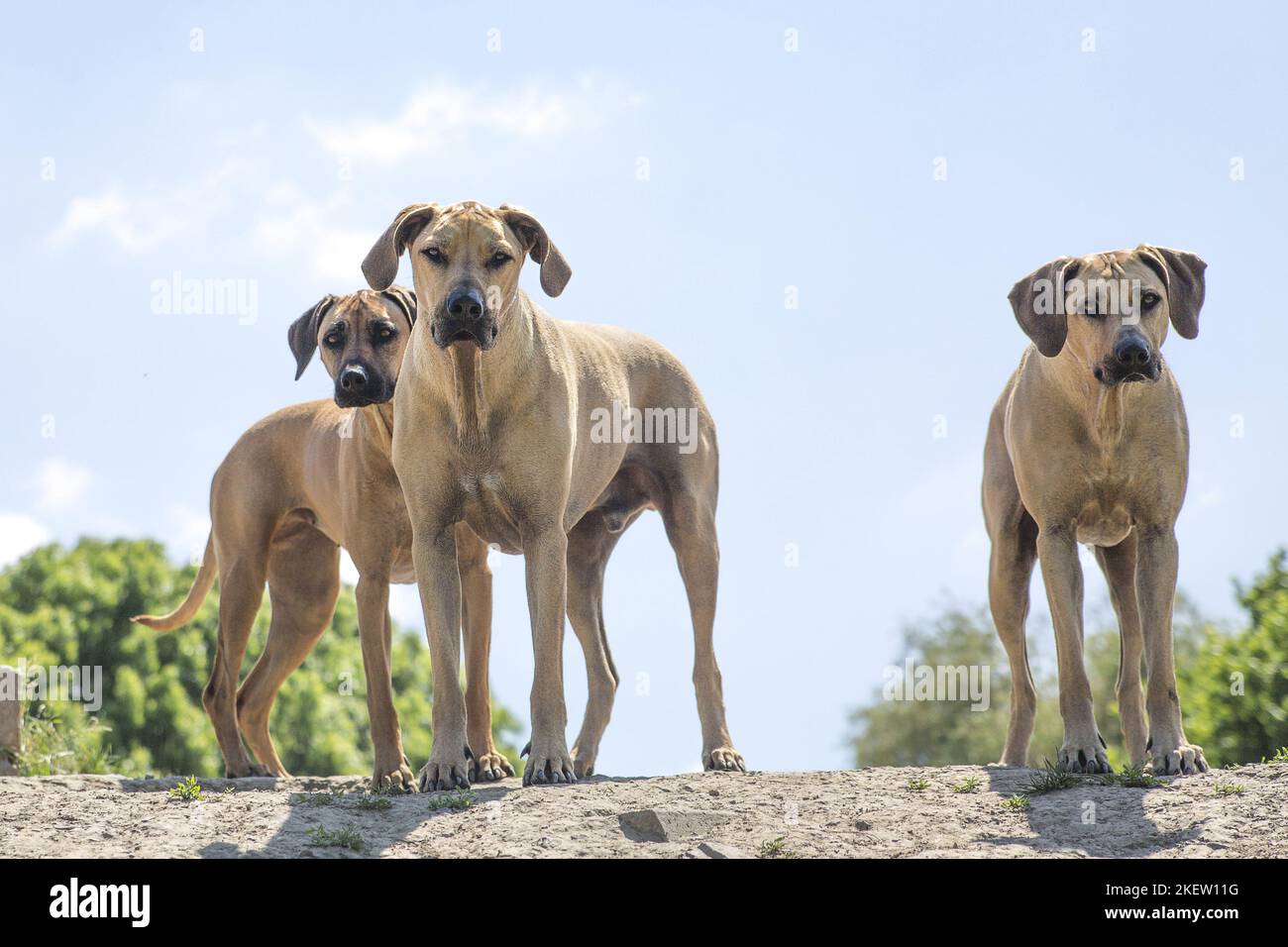 3 Rhodesian Ridgebacks Stock Photo - Alamy