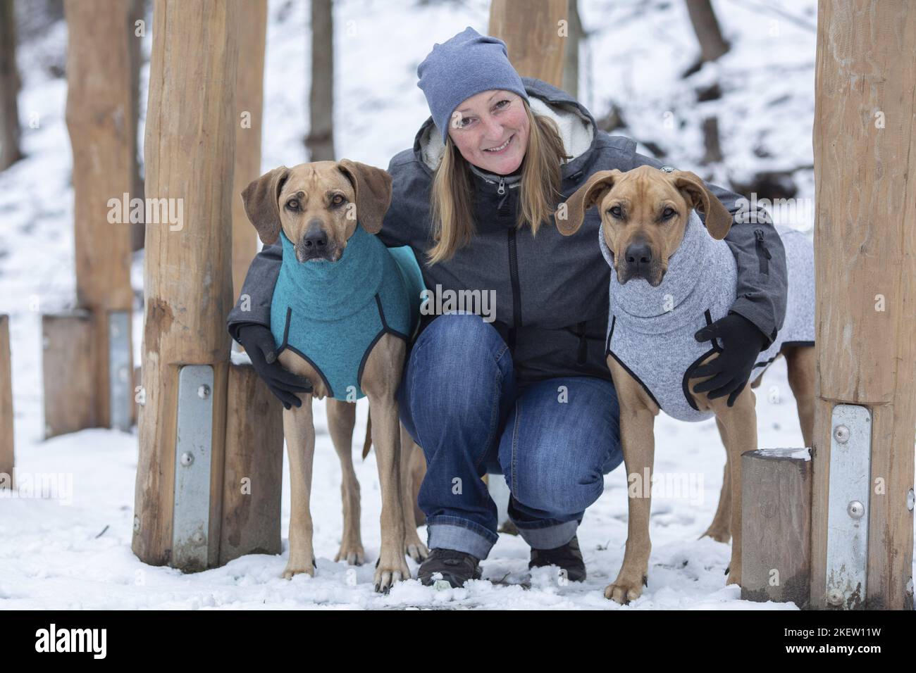 woman and 2 Rhodesian Ridgebacks Stock Photo - Alamy