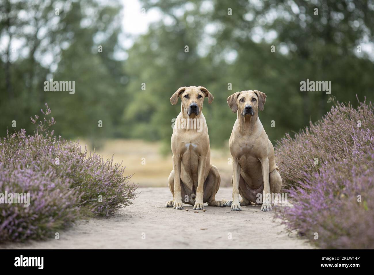 2 Rhodesian Ridgebacks Stock Photo - Alamy