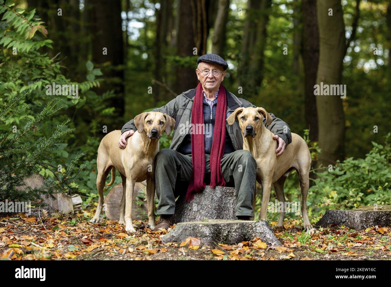 2 Rhodesian Ridgebacks Stock Photo - Alamy