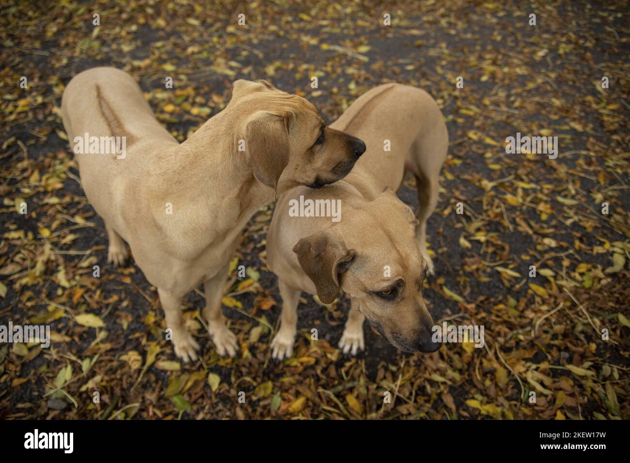 2 Rhodesian Ridgebacks Stock Photo - Alamy