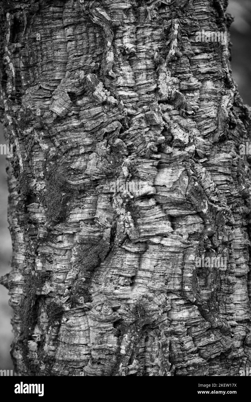 Bark of a tree with texture and details Stock Photo - Alamy