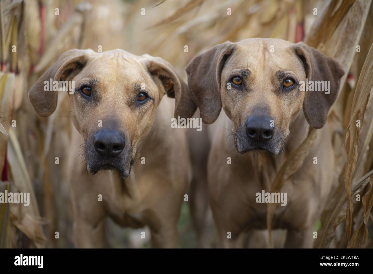 2 Rhodesian Ridgebacks Stock Photo - Alamy