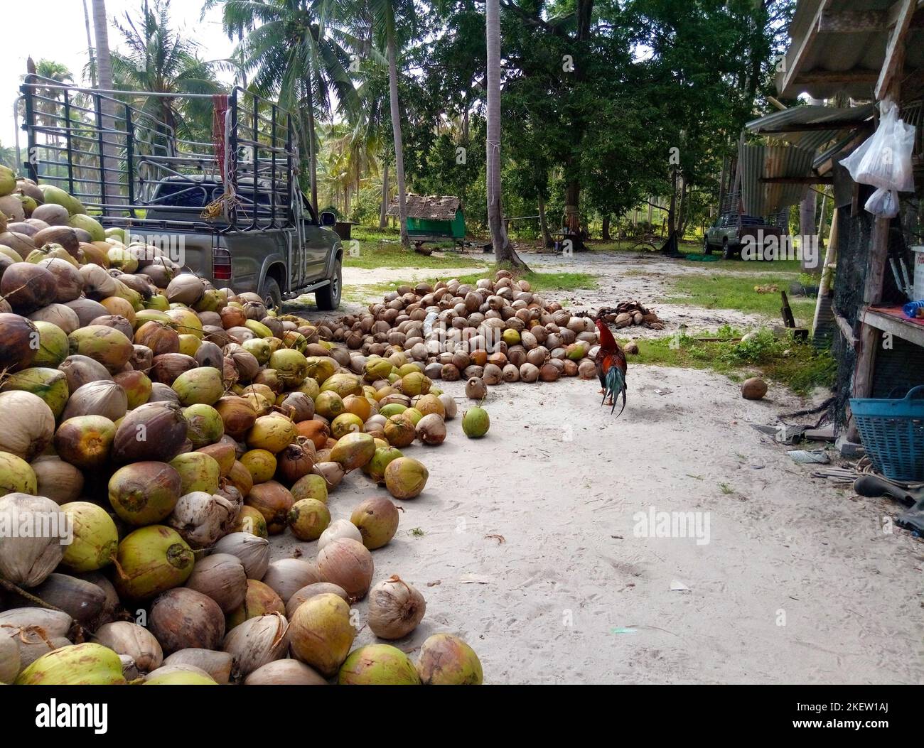 Coconut oil production. Mountains of coconut shells Stock Photo - Alamy