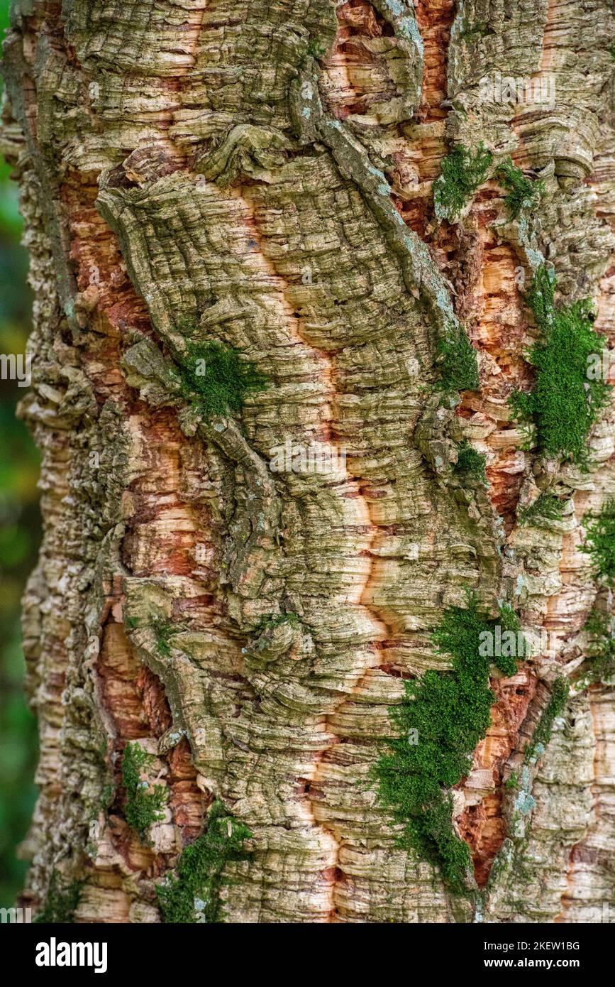Bark of a tree with texture and details Stock Photo - Alamy