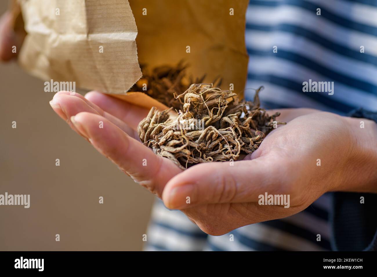 Woman holding dry and dormant ranunculus flower claw like corms in her ...