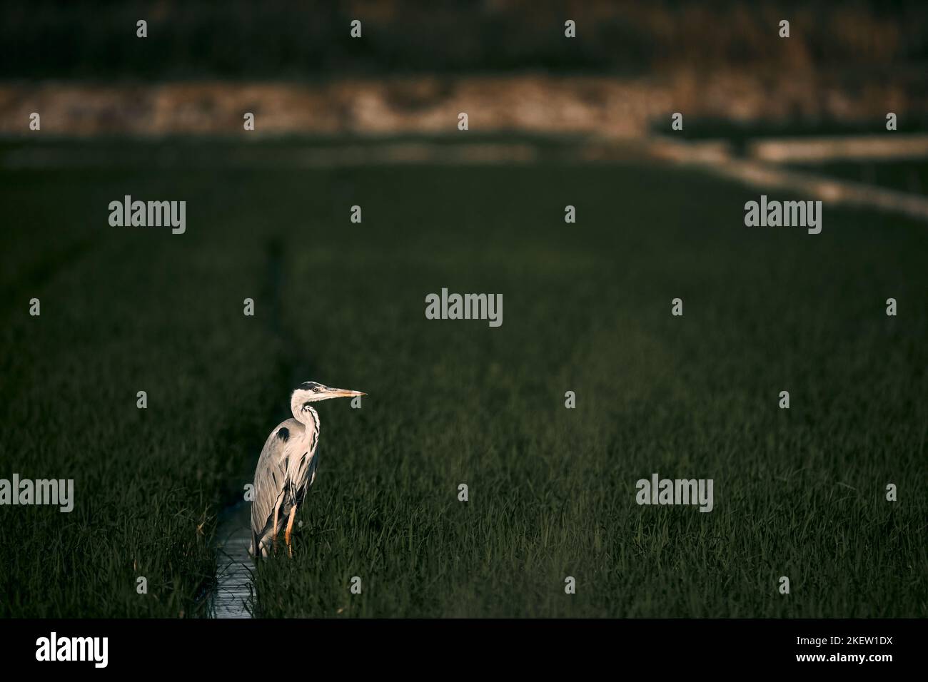 bird with long beak long neck and narrow legs perched on field grass ...