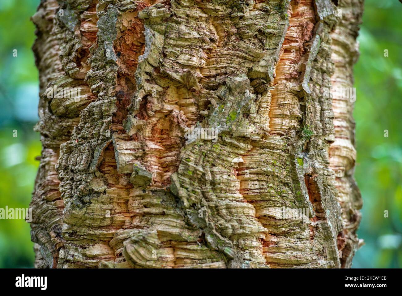 Bark of a tree with texture and details Stock Photo - Alamy