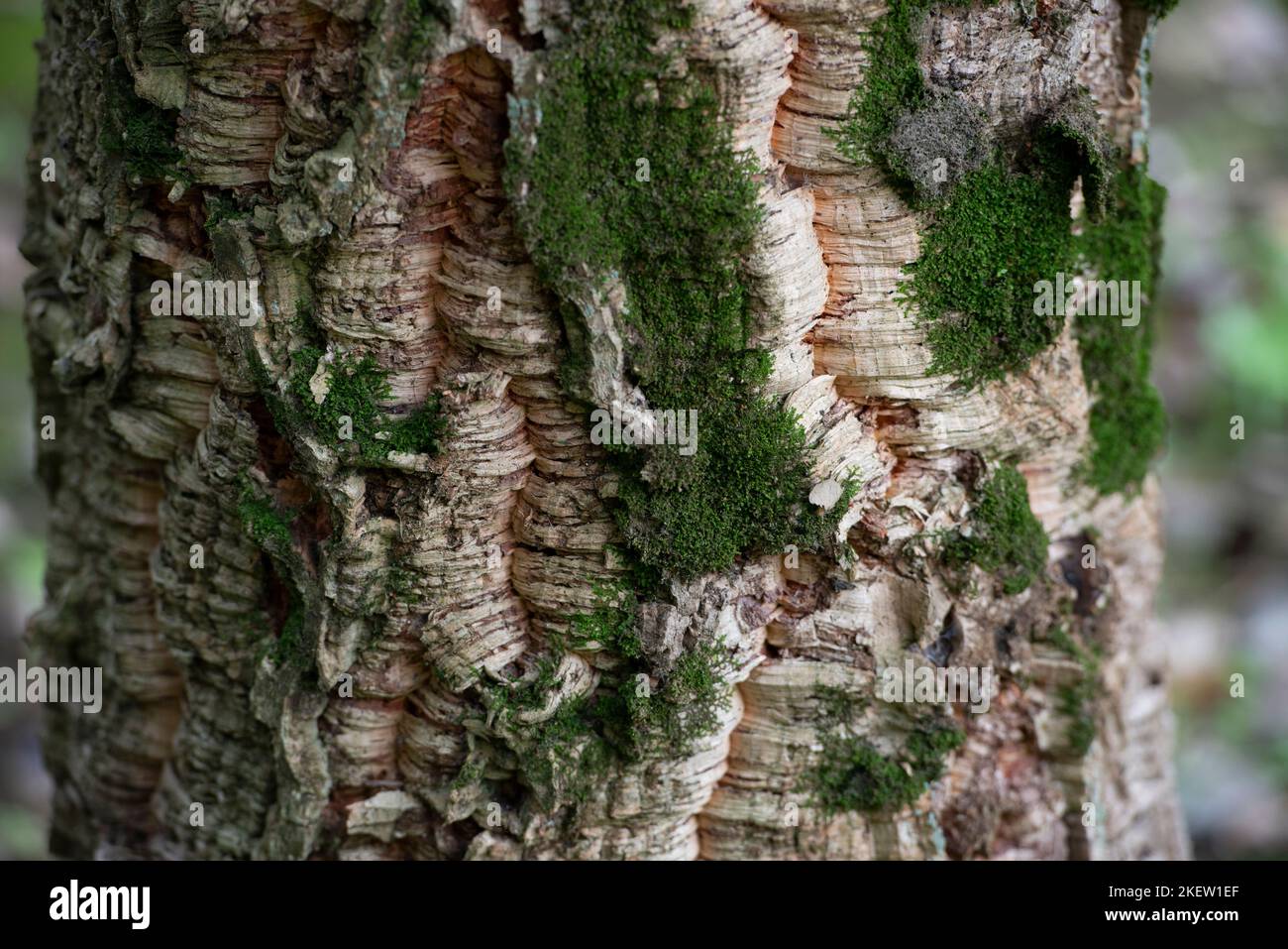 Bark of a tree with texture and details Stock Photo - Alamy