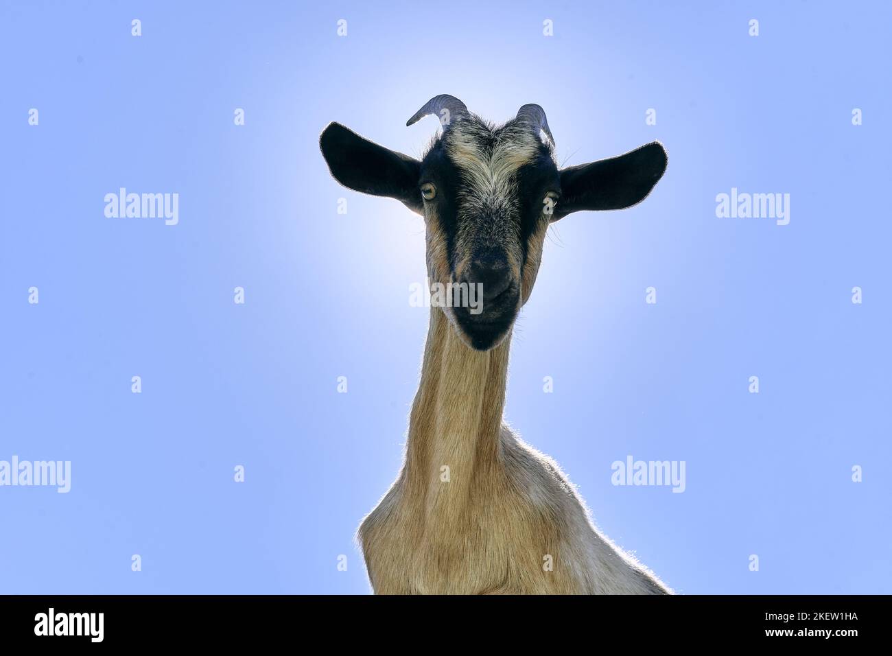 funny and friendly mountain goat looking at the camera against the ...