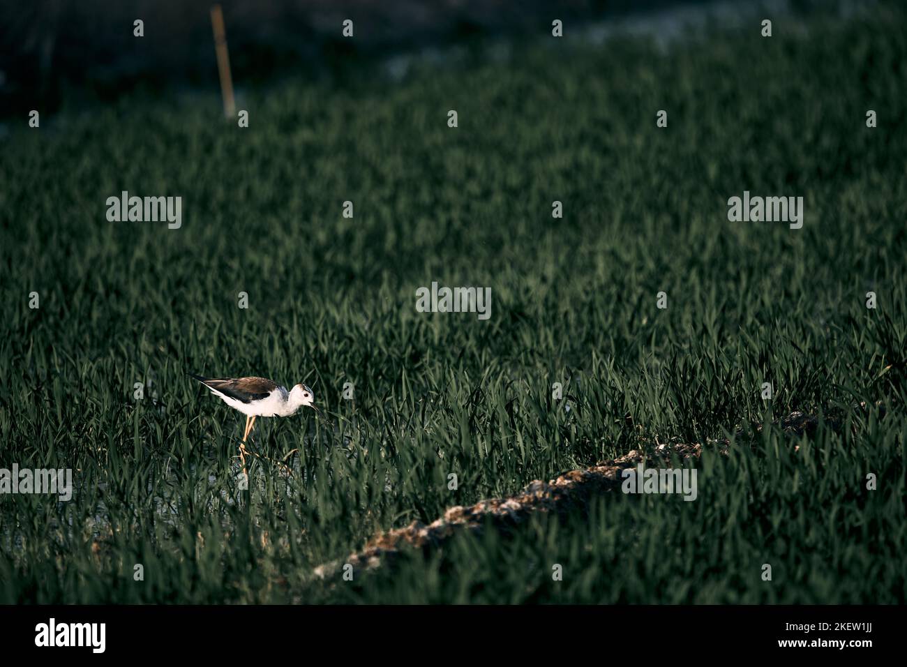 Small White And Brown Bird Walking Quietly In The Sown Field Albufera Natural Park Valencia