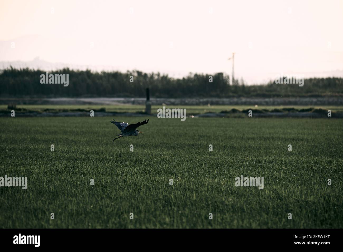 large gray and black bird with outstretched wings about to land on crop ...