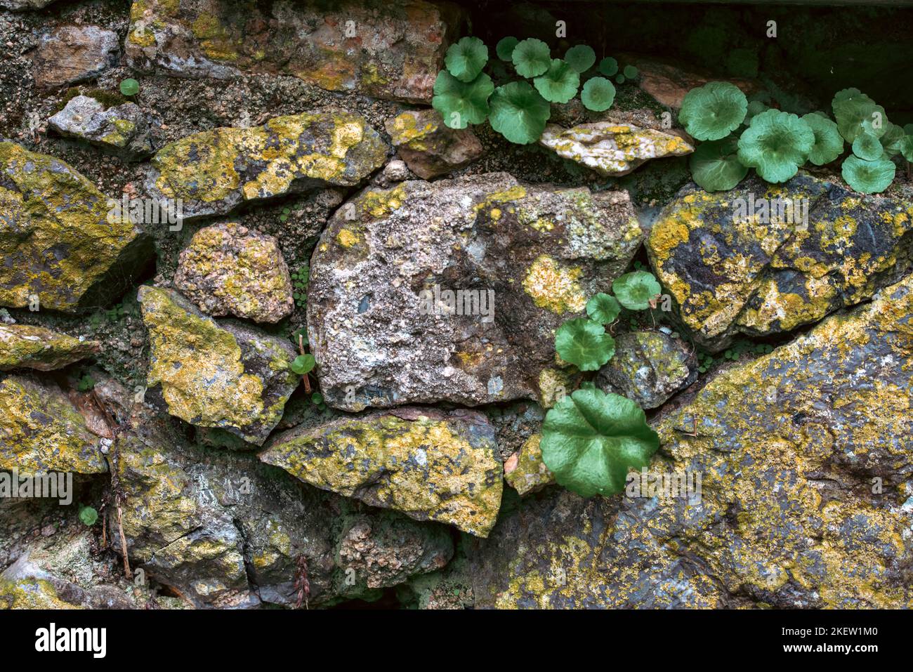 Stone wall with lichen and leaves Stock Photo - Alamy