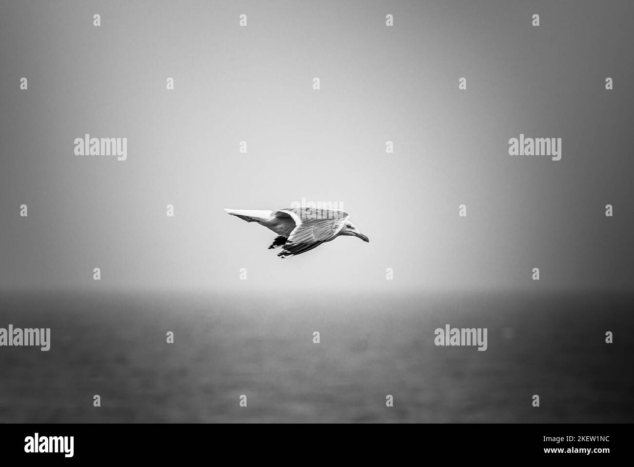 Wildlife watercolor Black and White Stock Photos & Images - Alamy