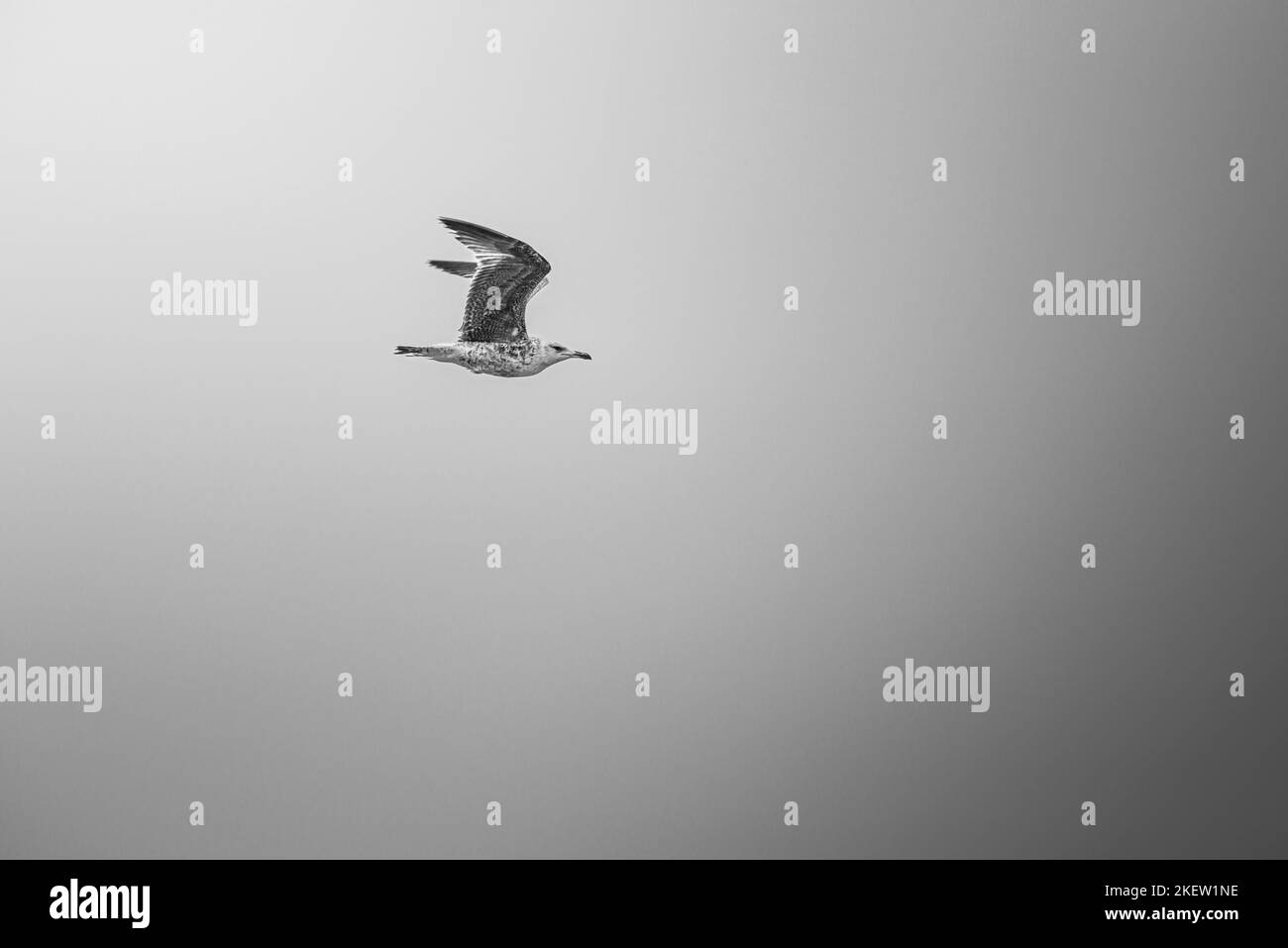 Flying free Black and White Stock Photos & Images - Alamy