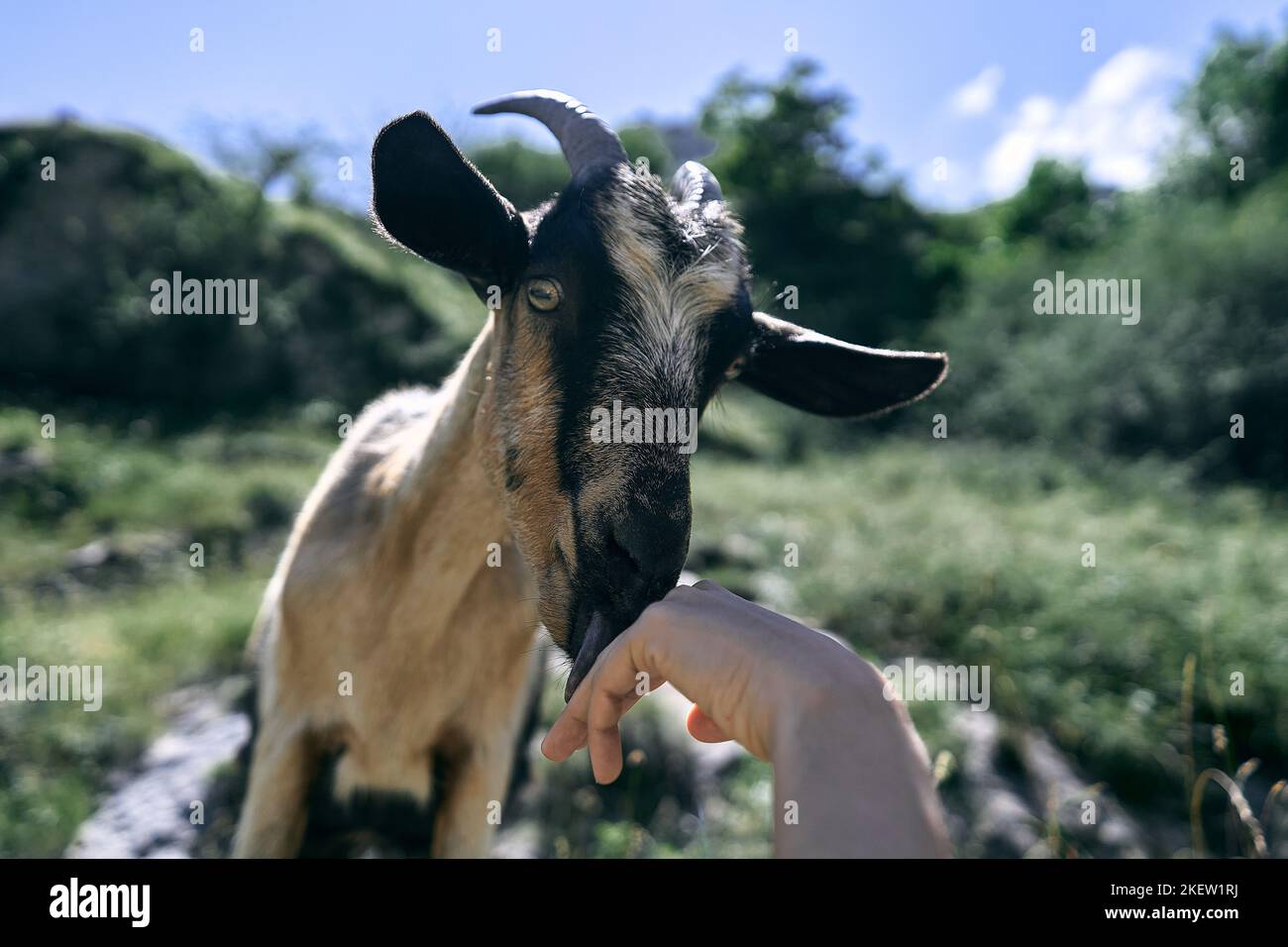 funny and friendly blonde goat licking with his tongue the hand of a ...