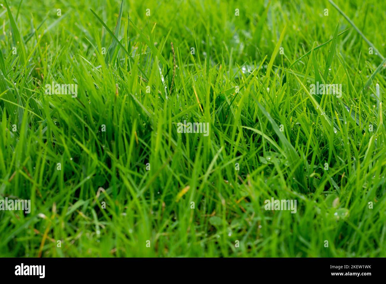 Outside light grass background Stock Photo - Alamy