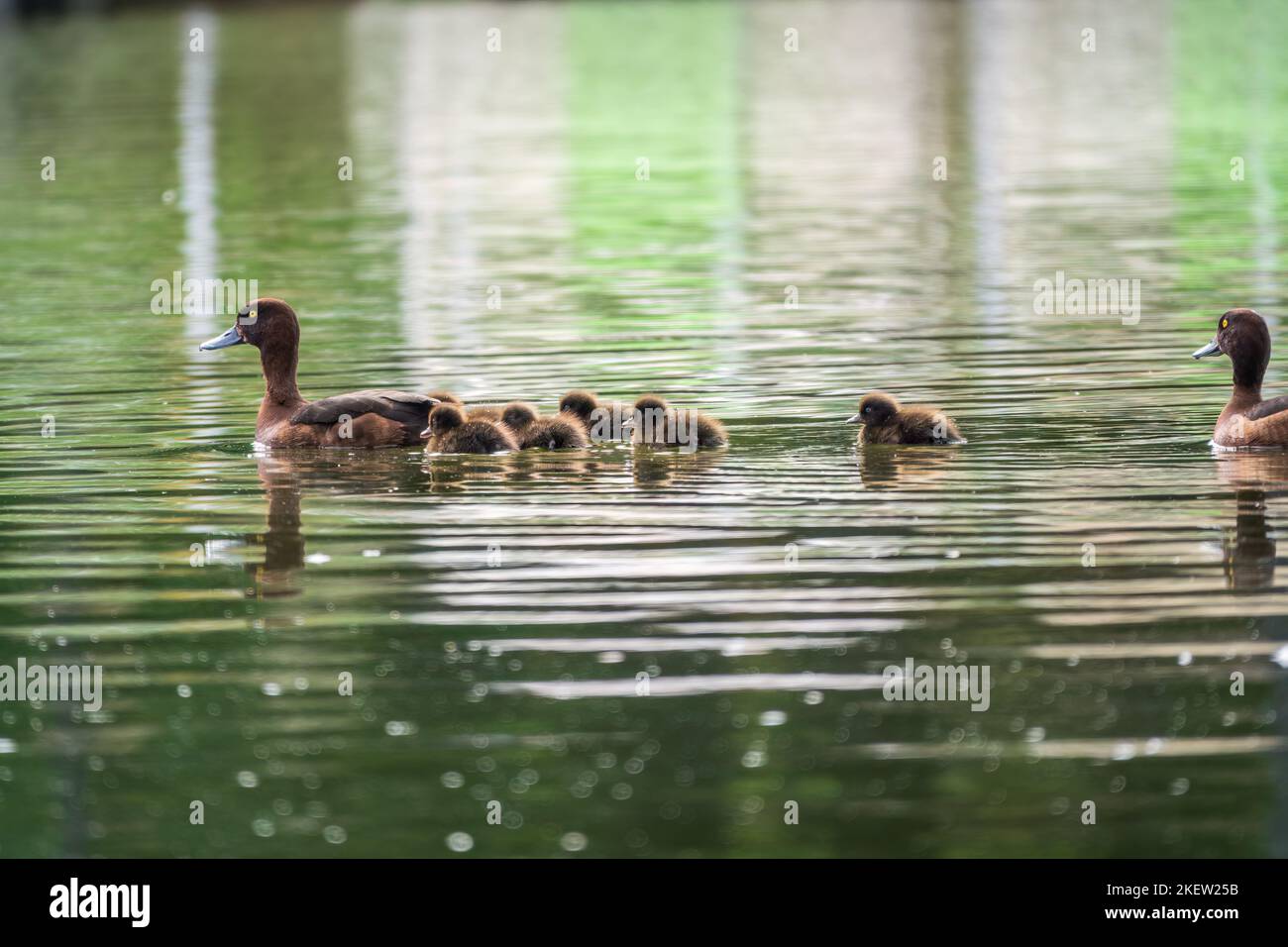 Tufted duck Family swims with their ducklings in green lake water. A ...