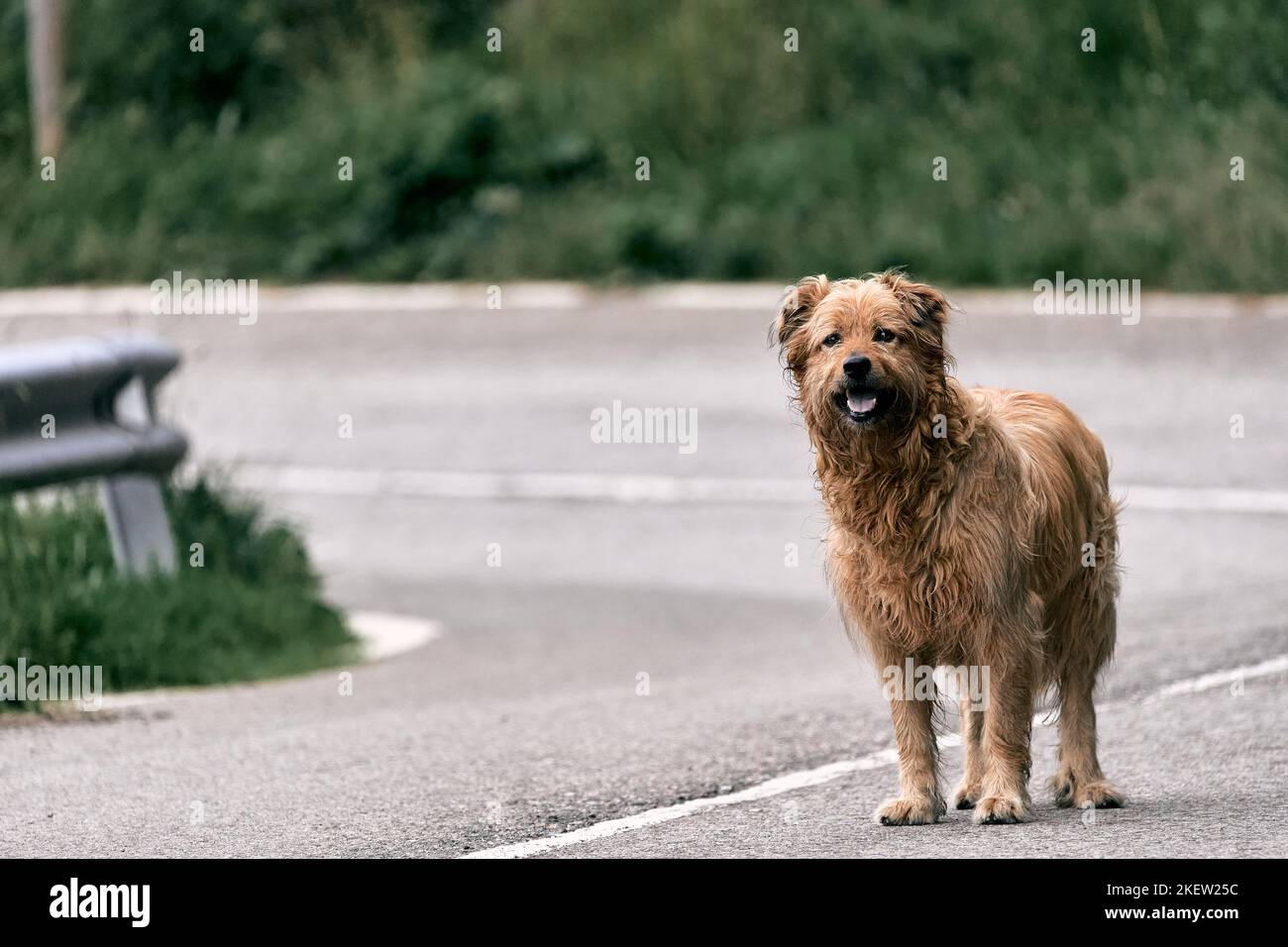 blonde stray dog standing motionless with wet hair in the middle of a ...