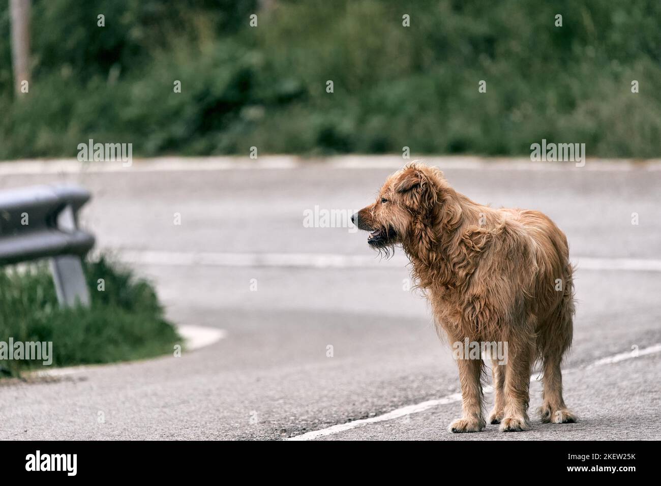 blonde stray dog standing motionless with wet hair in the middle of a ...