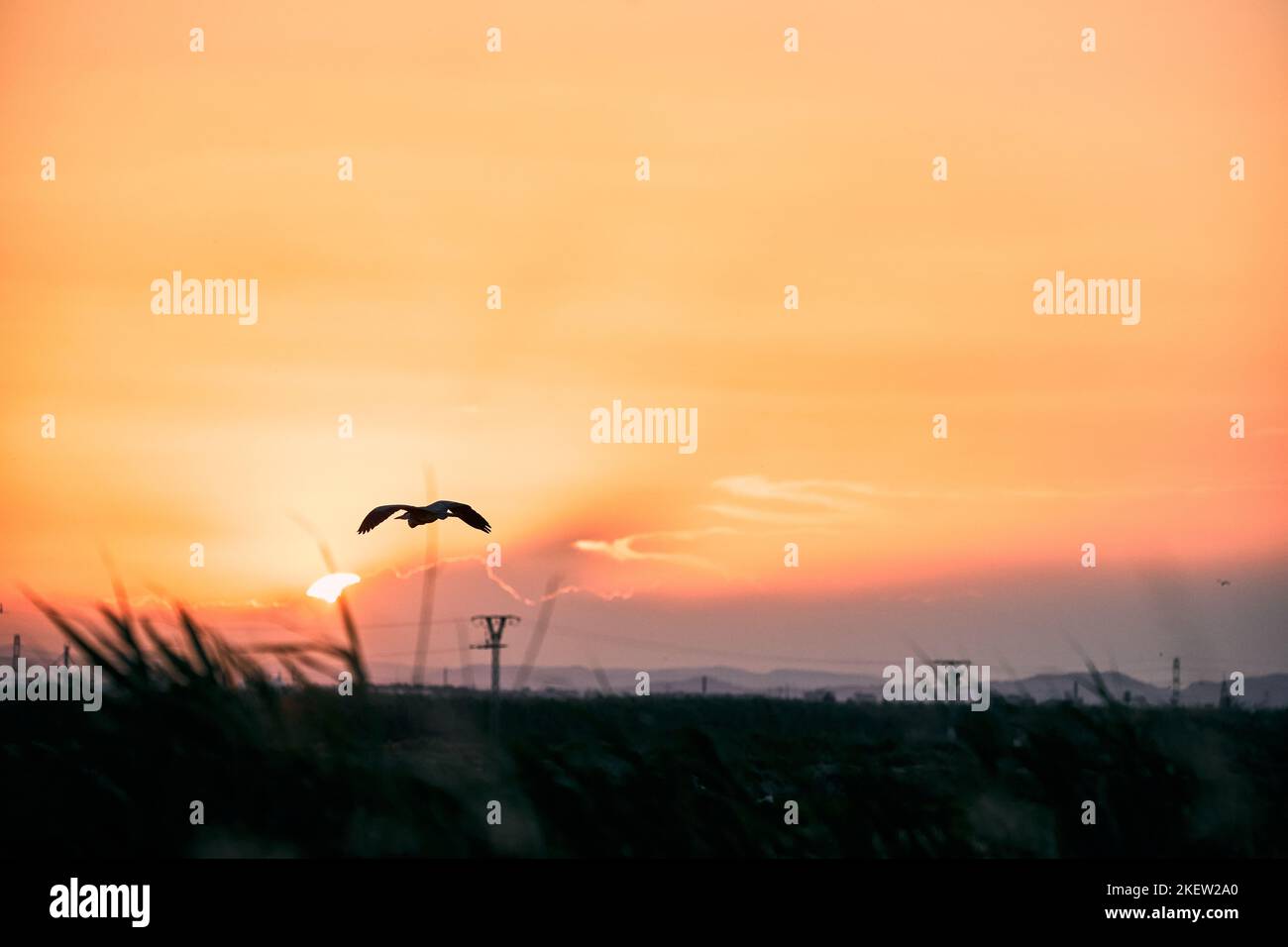 large backlit bird flying in the sky with outstretched wings with the ...