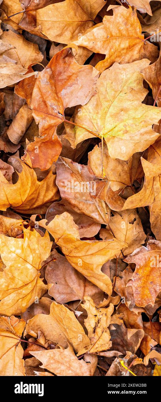 Multicoloured plantain tree leaves on the ground in afternoon light for ...
