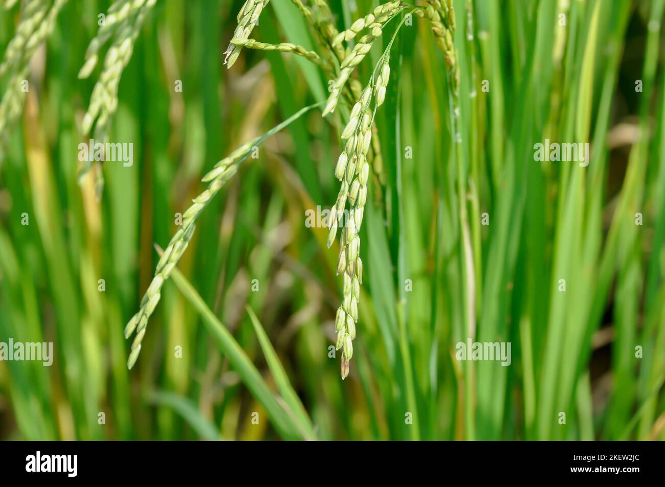 rice plant or rice field , sticky rice plant or paddy field or rice ...