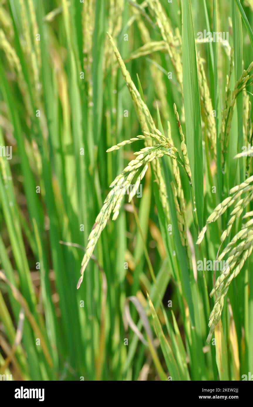 rice plant or rice field , sticky rice plant or paddy field or rice ...