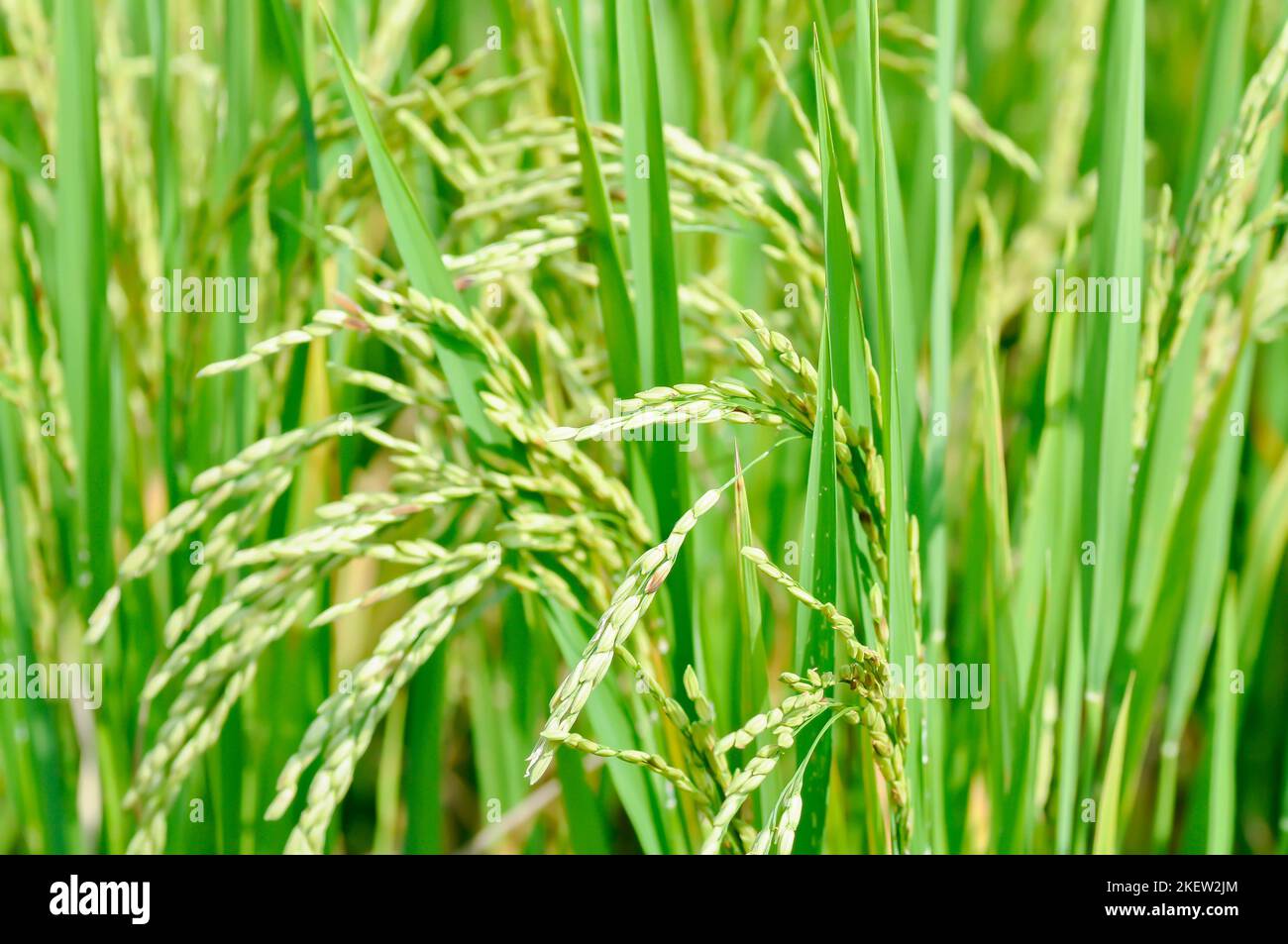 rice plant or rice field , sticky rice plant or paddy field or rice ...