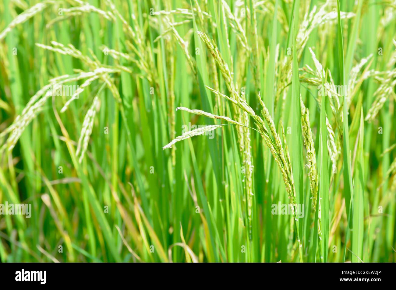 rice plant or rice field , sticky rice plant or paddy field or rice ...