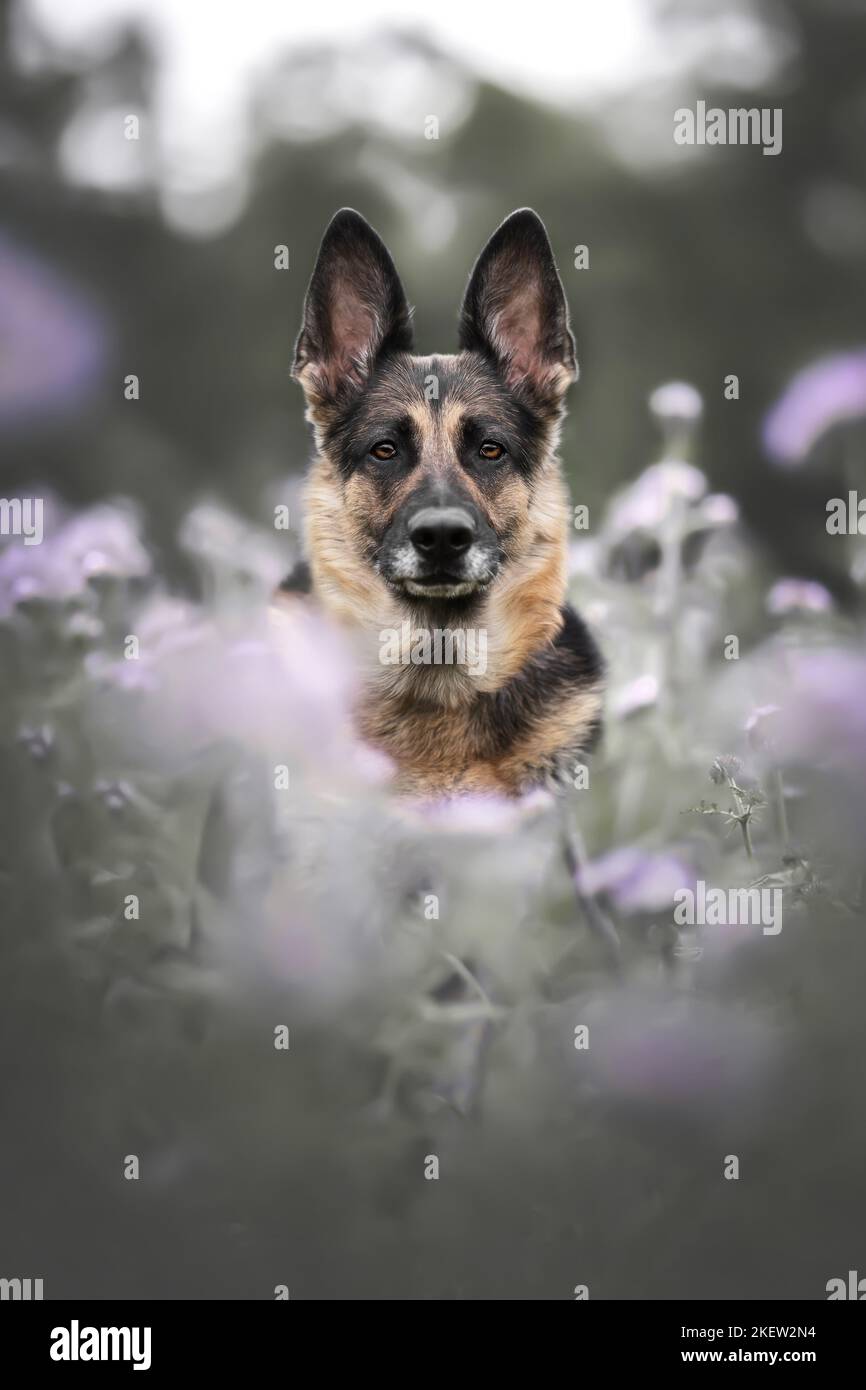 adult German Shepherd Stock Photo - Alamy