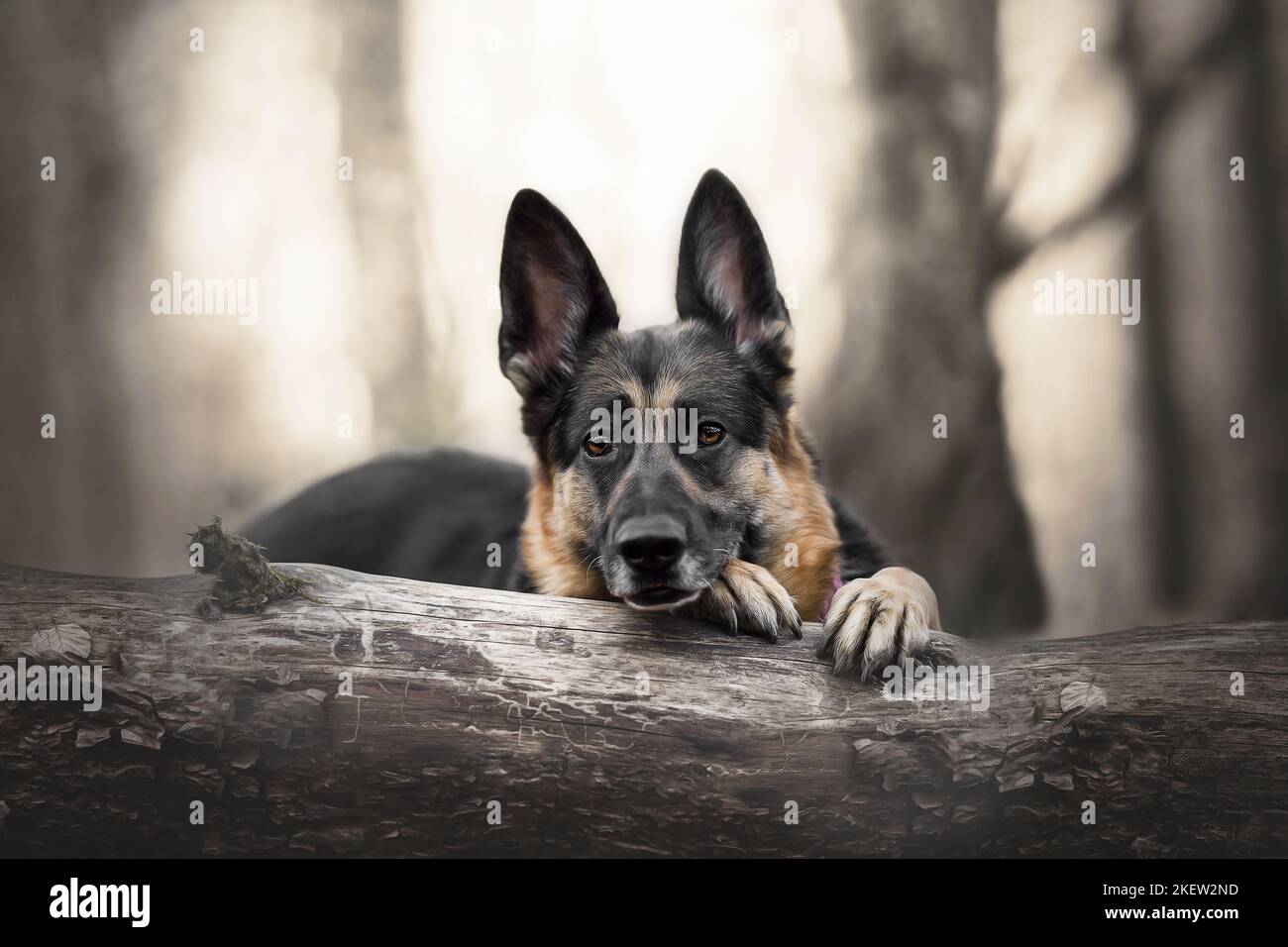 adult German Shepherd Stock Photo - Alamy
