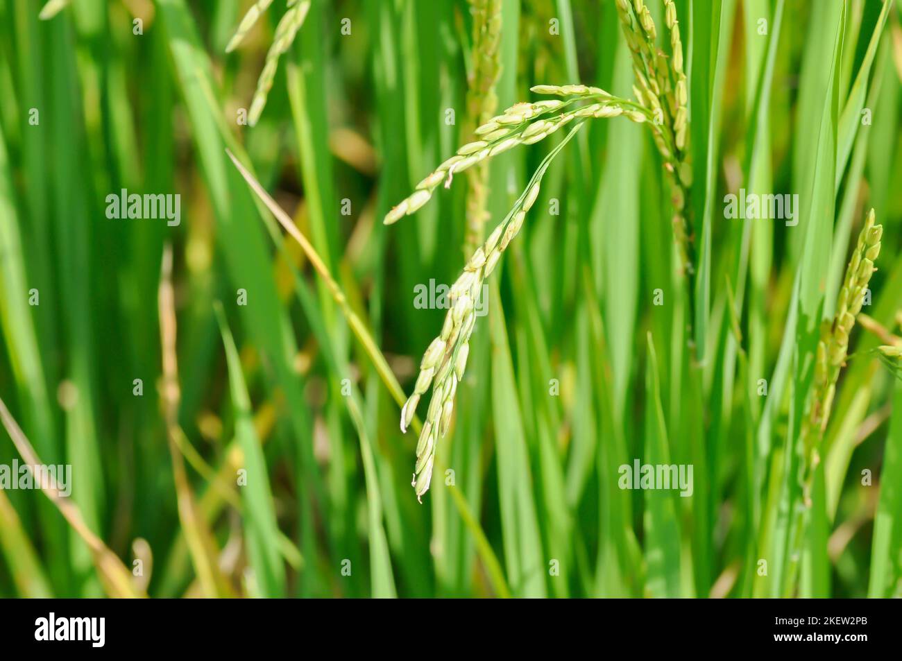 rice plant or rice field , sticky rice plant or paddy field or rice ...