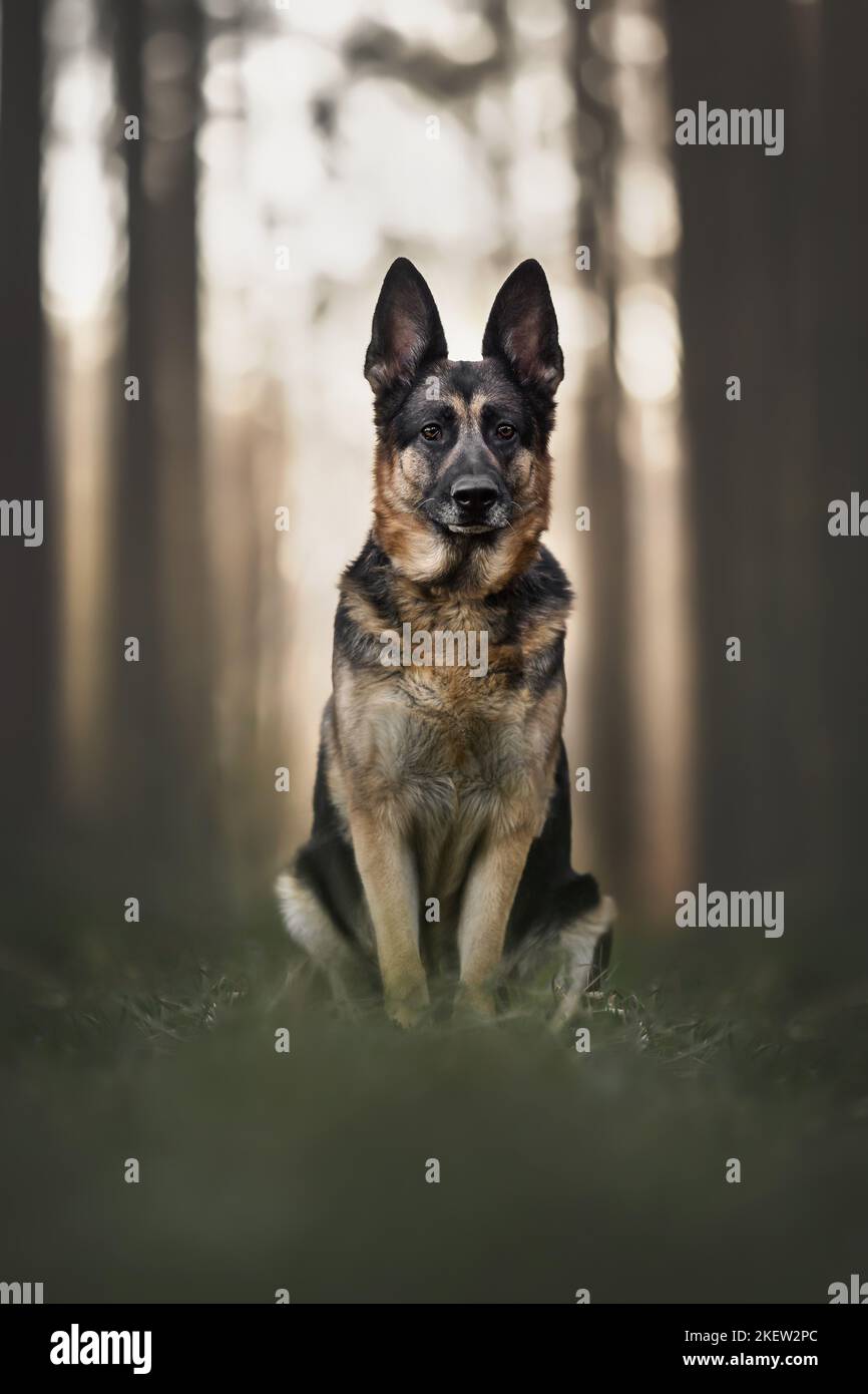 adult German Shepherd Stock Photo - Alamy