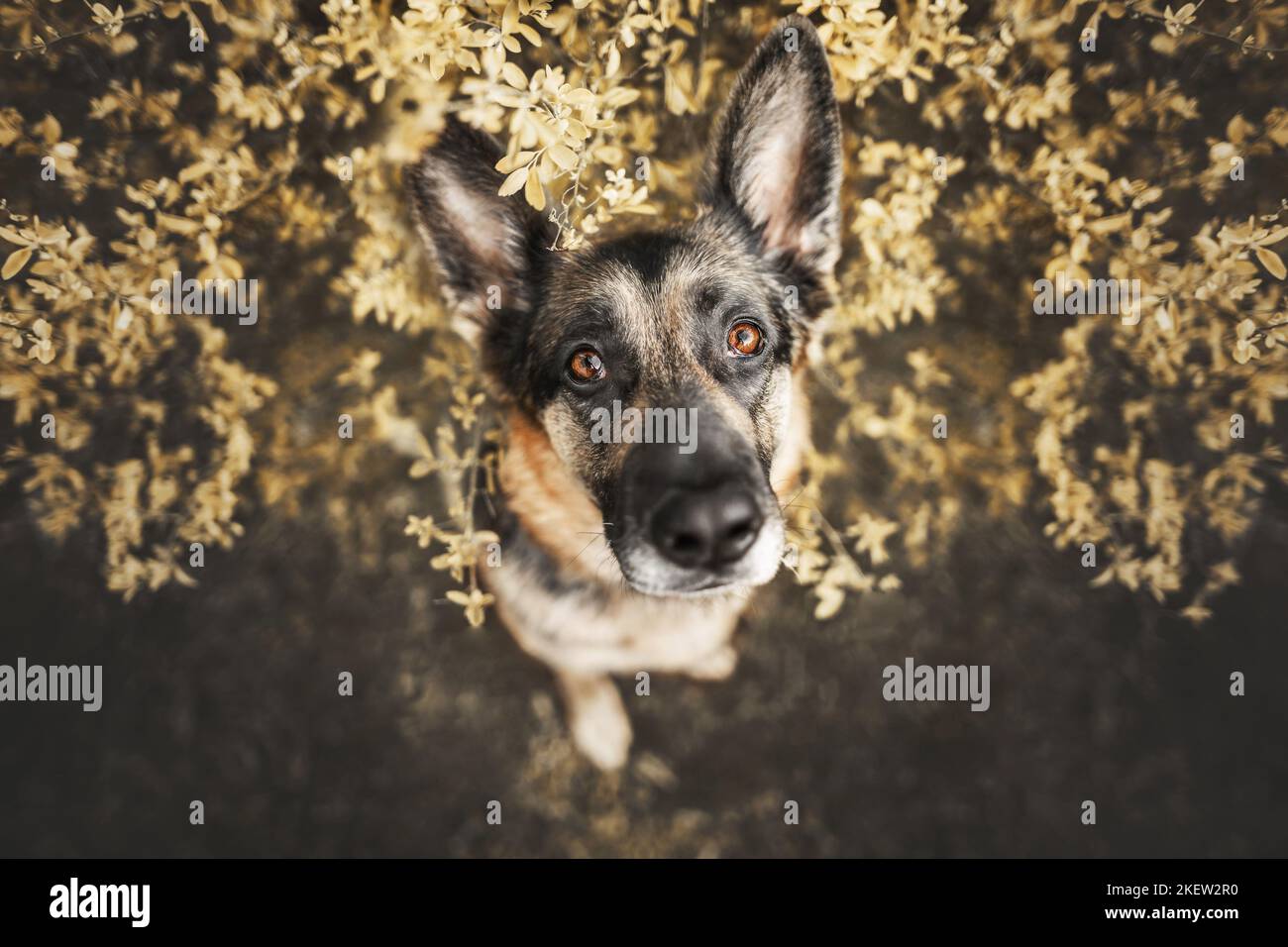adult German Shepherd Stock Photo - Alamy