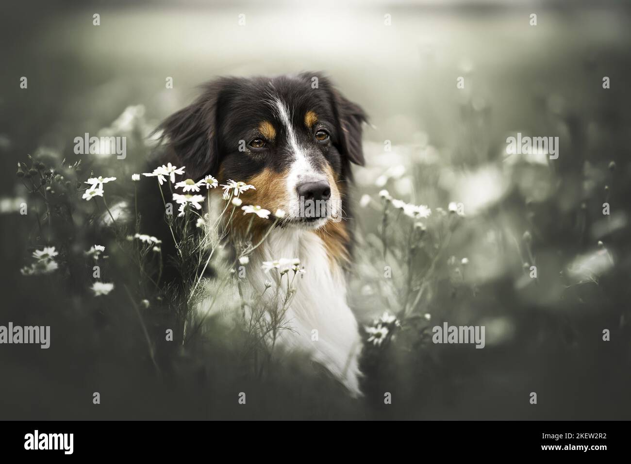 adult Australian Shepherd Stock Photo - Alamy