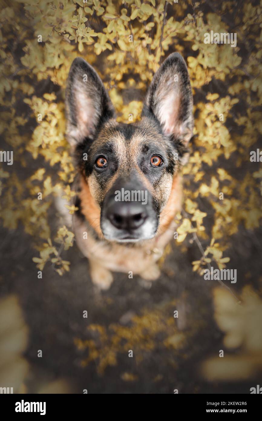 adult German Shepherd Stock Photo - Alamy