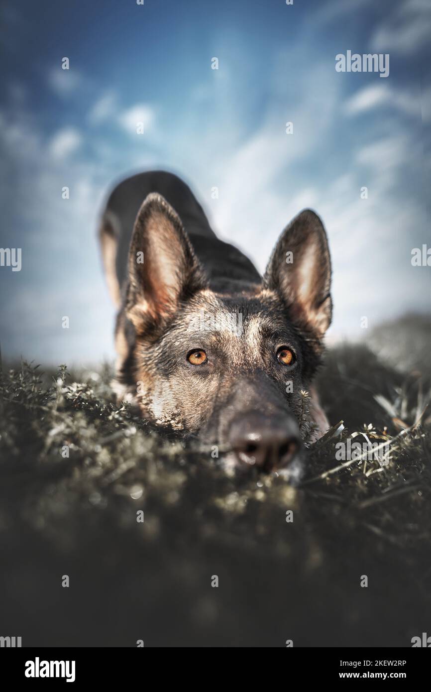 adult German Shepherd Stock Photo - Alamy