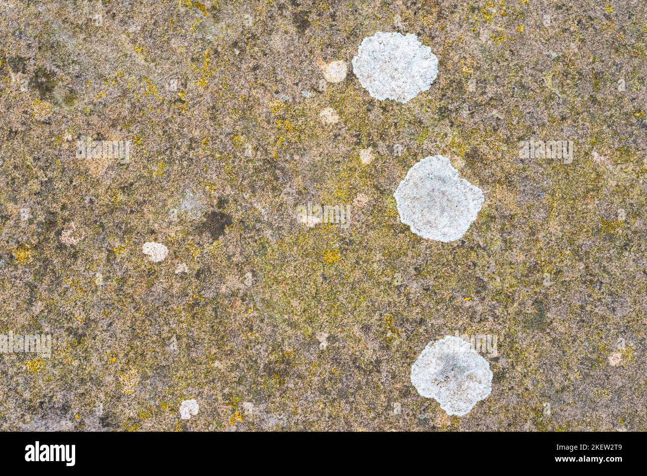 Granite Stone with Lichen Stock Photo - Alamy
