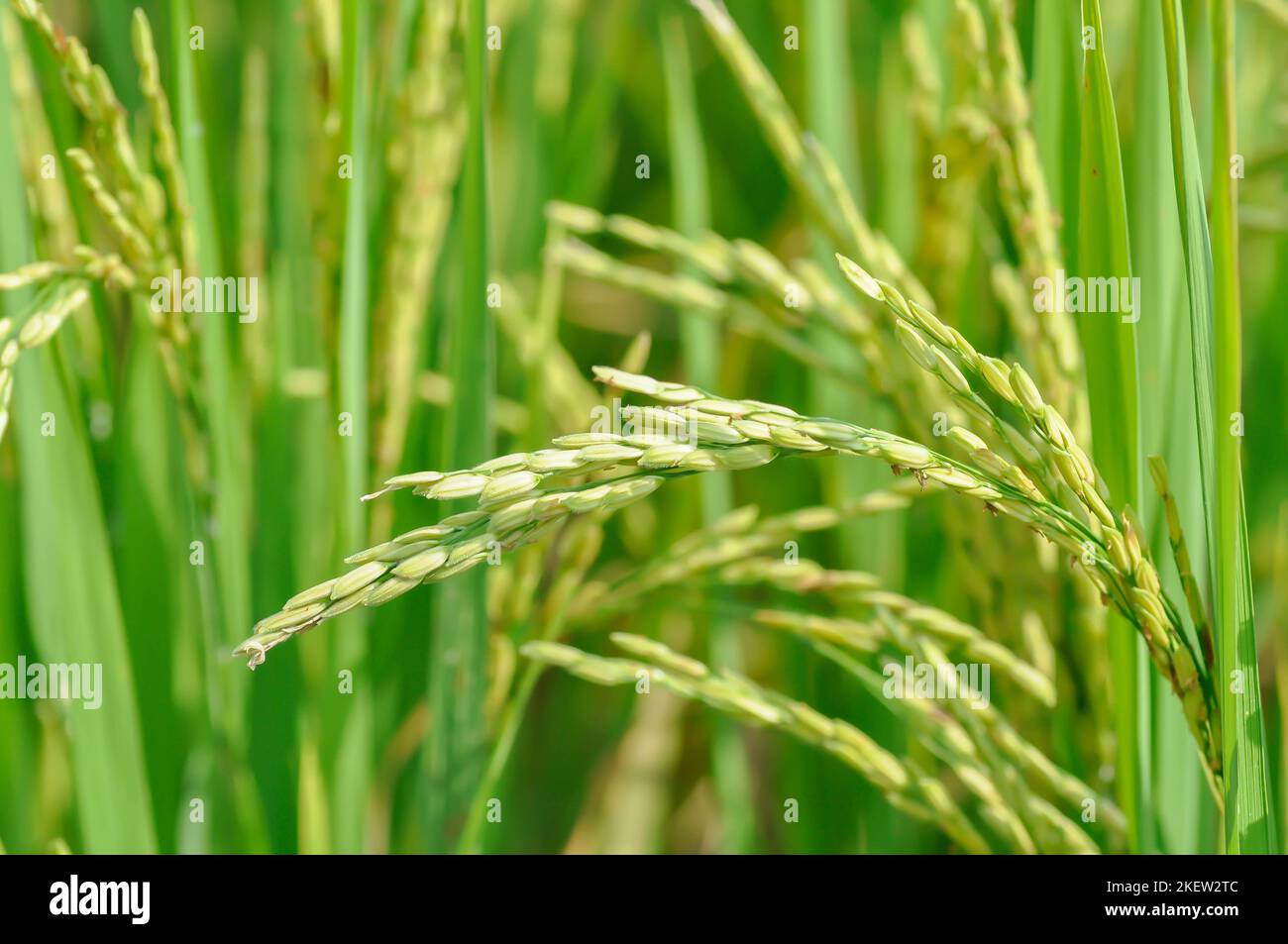 Oryza l hi-res stock photography and images - Alamy