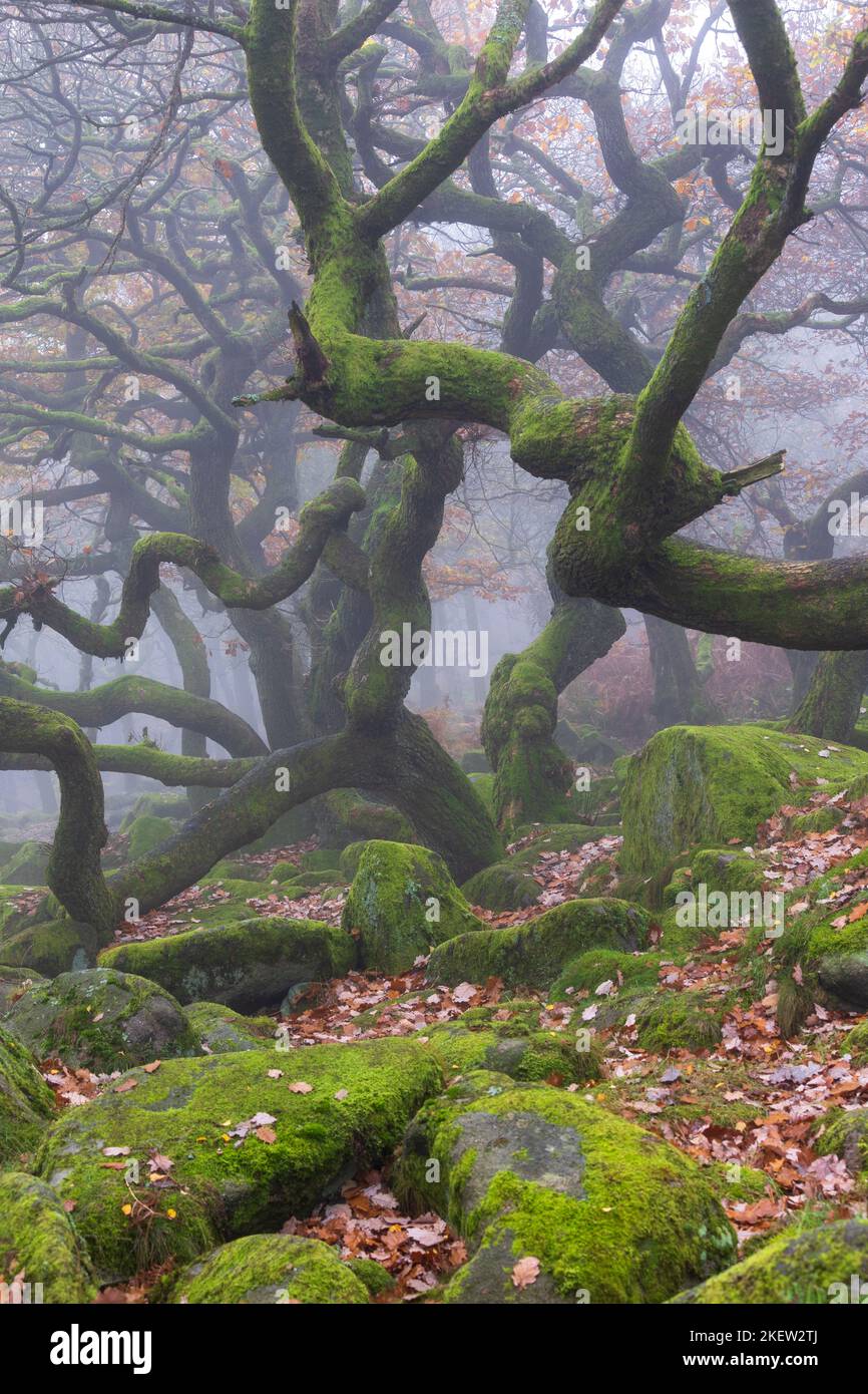 Padley Gorge on a misty morning in November. A beautiful wooded valley ...