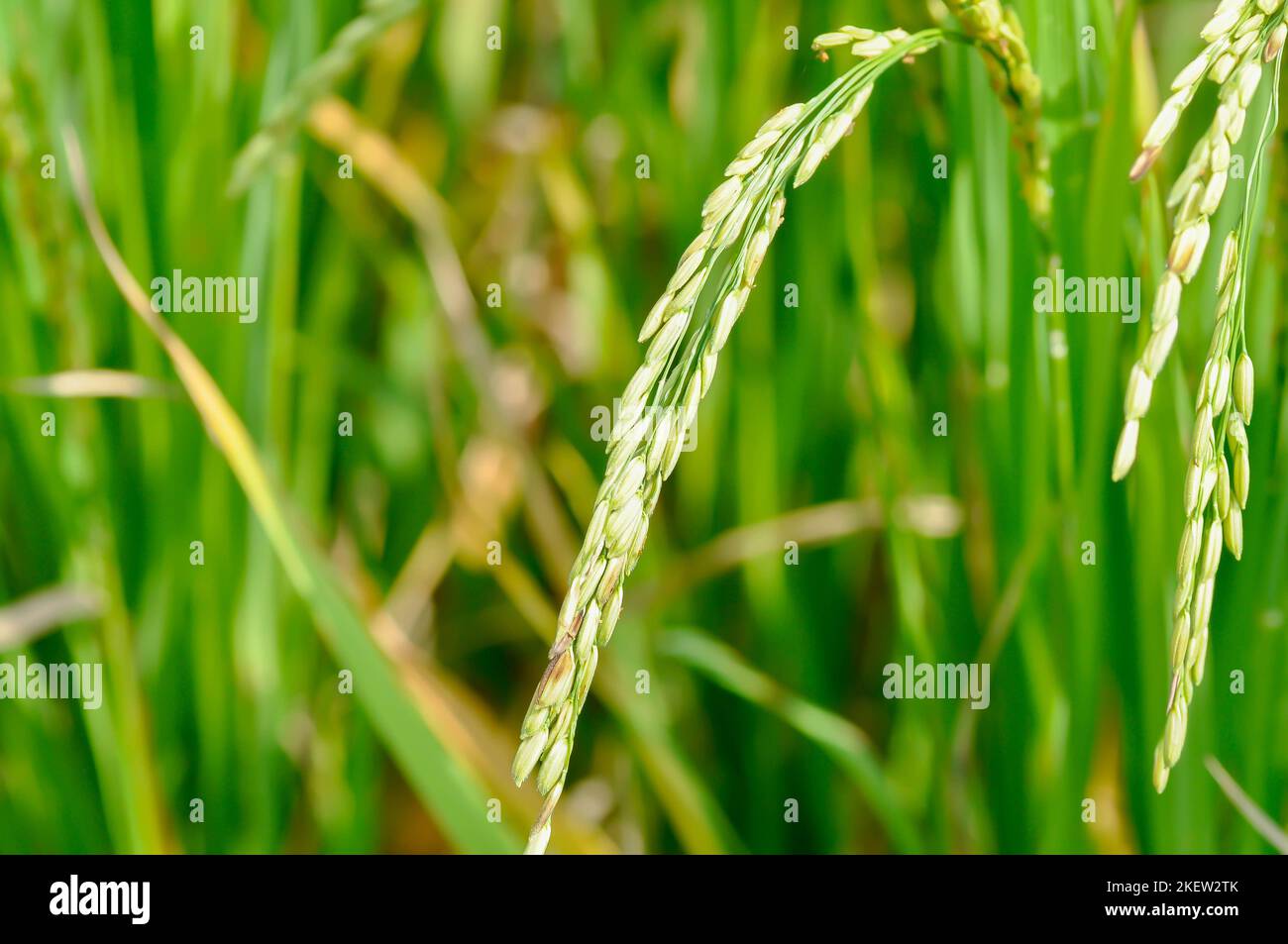 rice plant or rice field , sticky rice plant or paddy field or rice ...