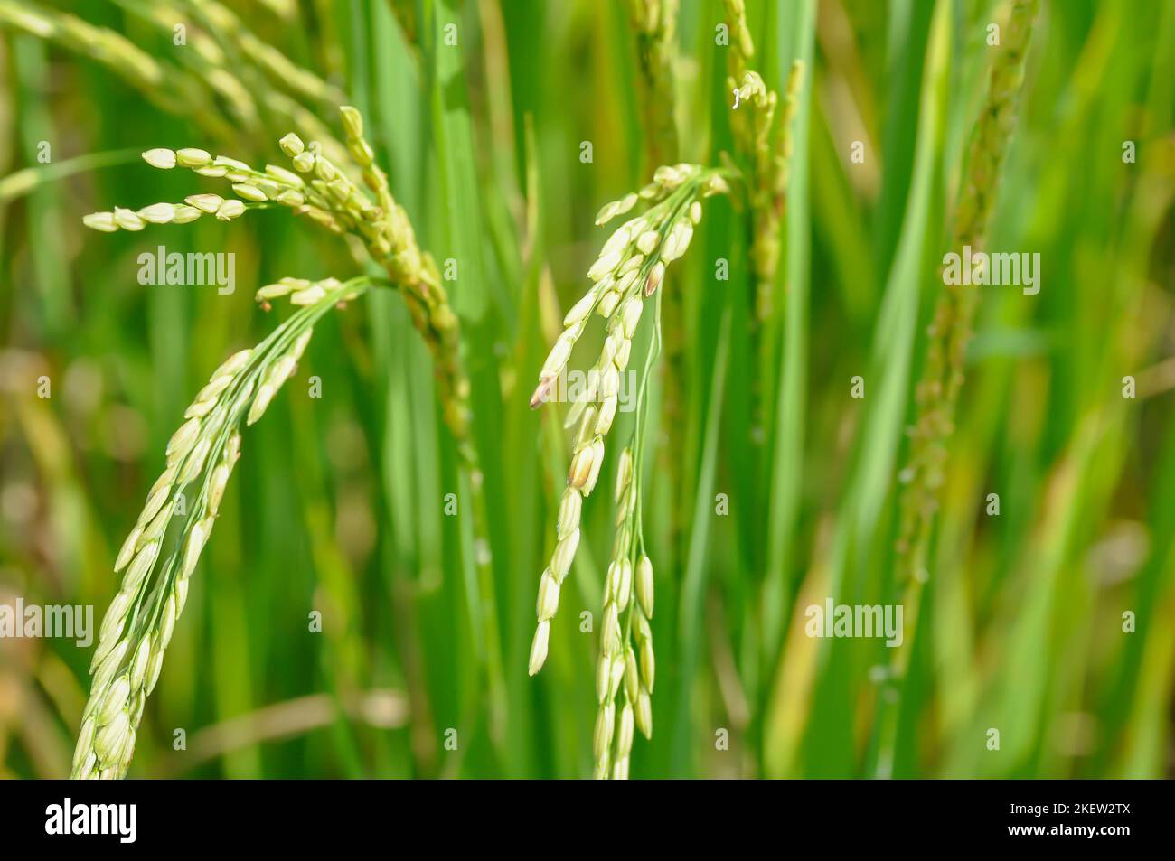 rice plant or rice field , sticky rice plant or paddy field or rice ...