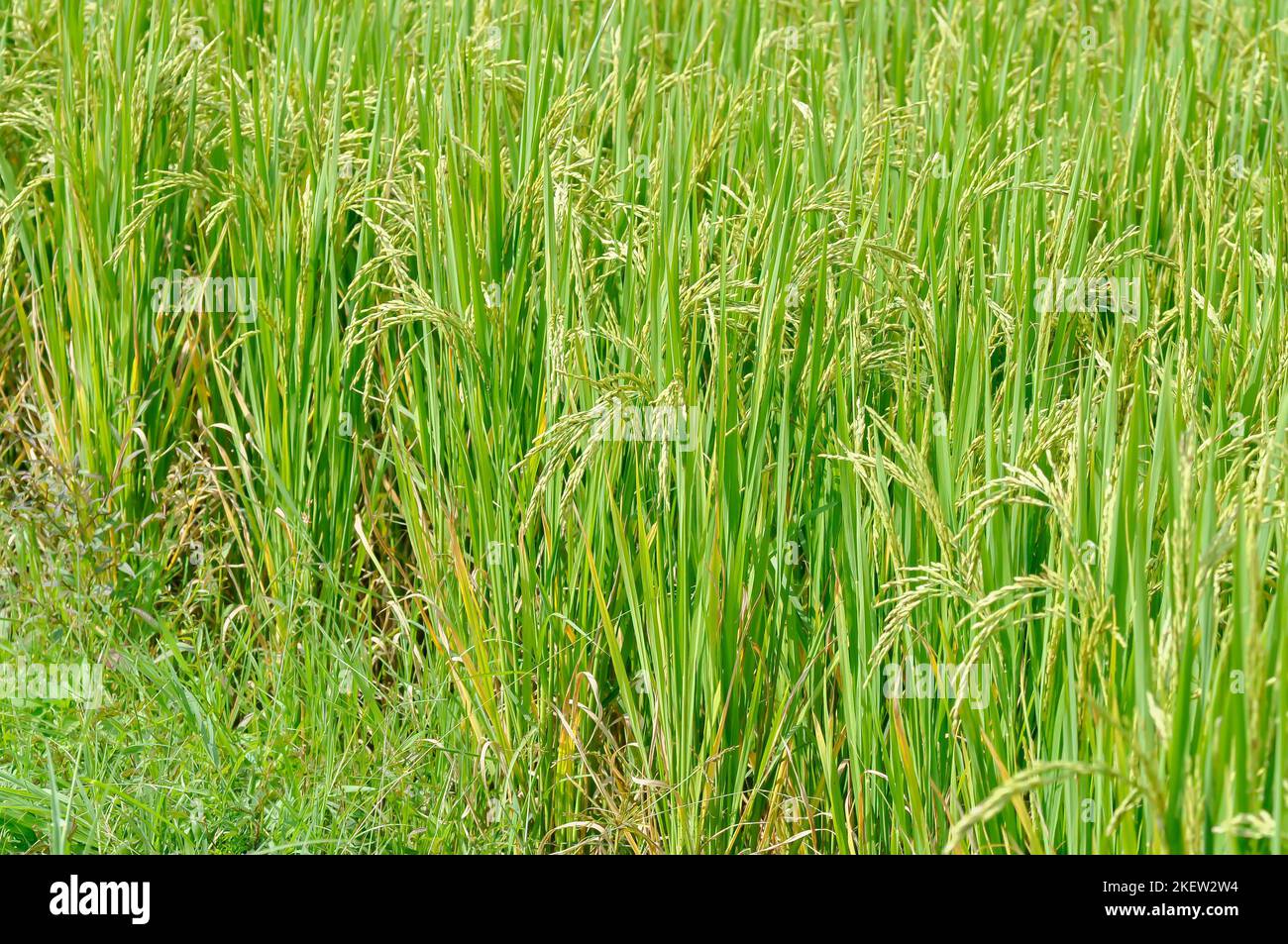 rice plant or rice field , sticky rice plant or paddy field or rice ...