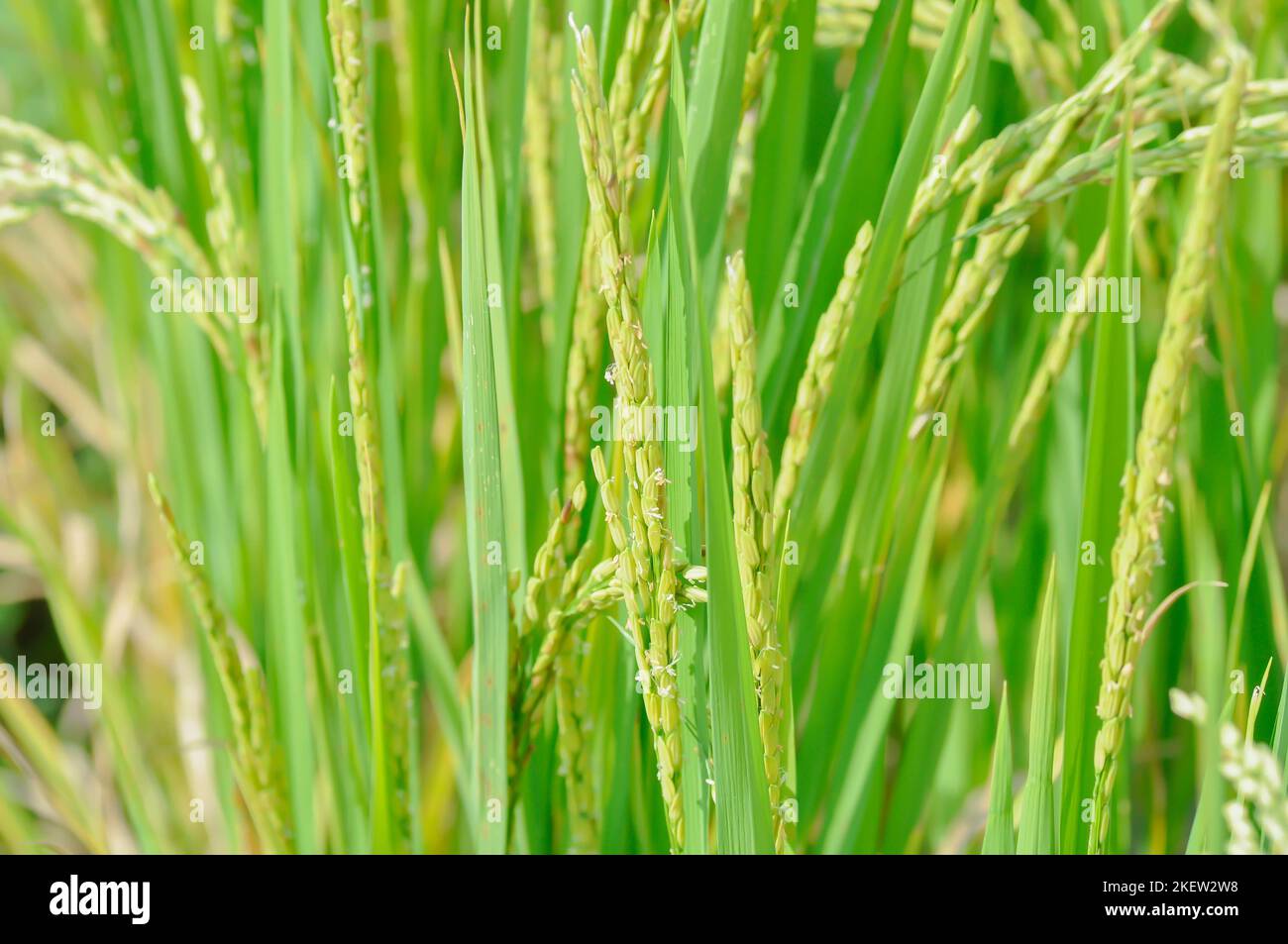 Rice oryza sativa l hi-res stock photography and images - Alamy