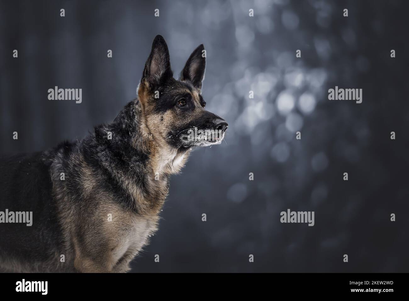 adult German Shepherd Stock Photo - Alamy