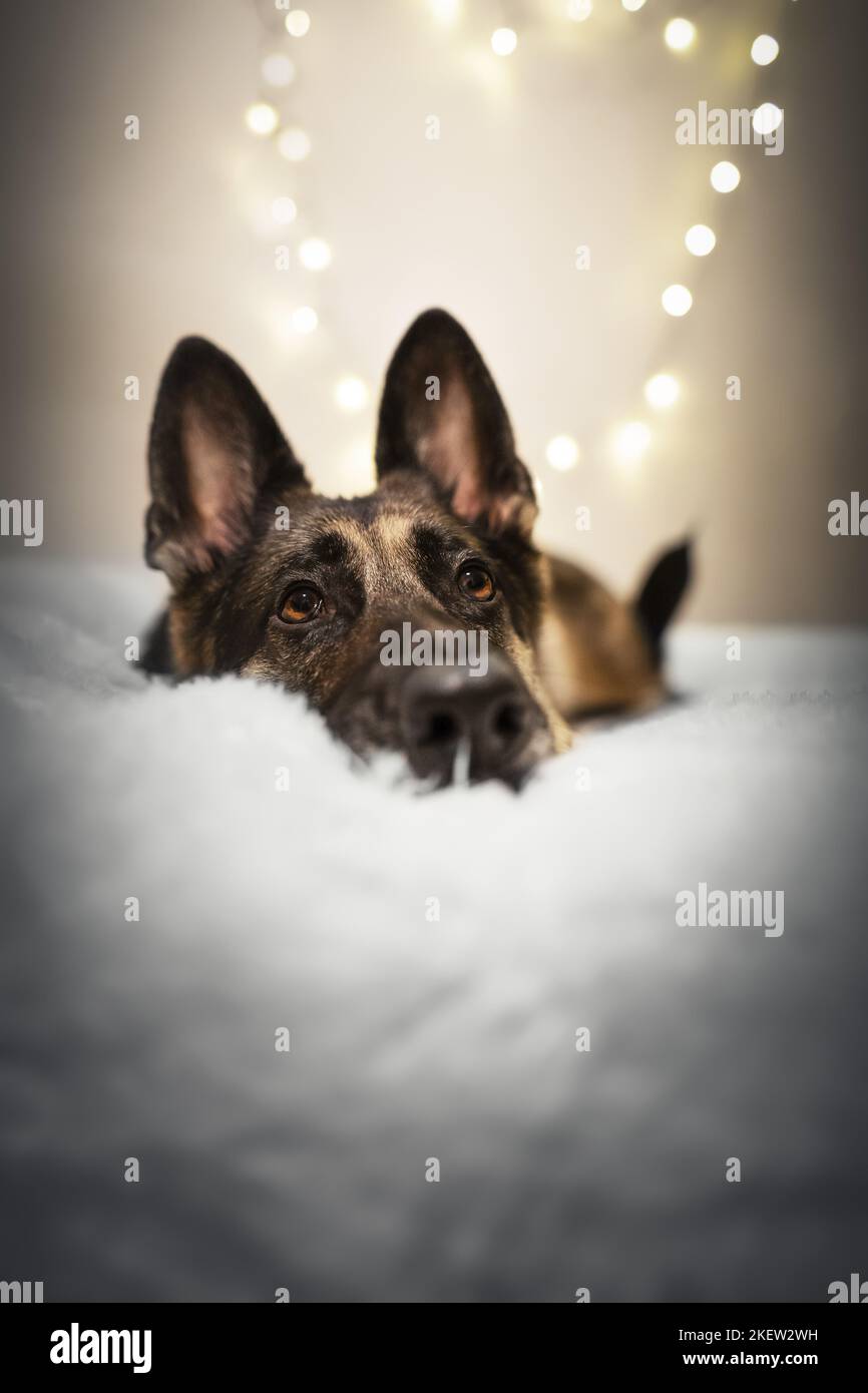 adult German Shepherd Stock Photo - Alamy