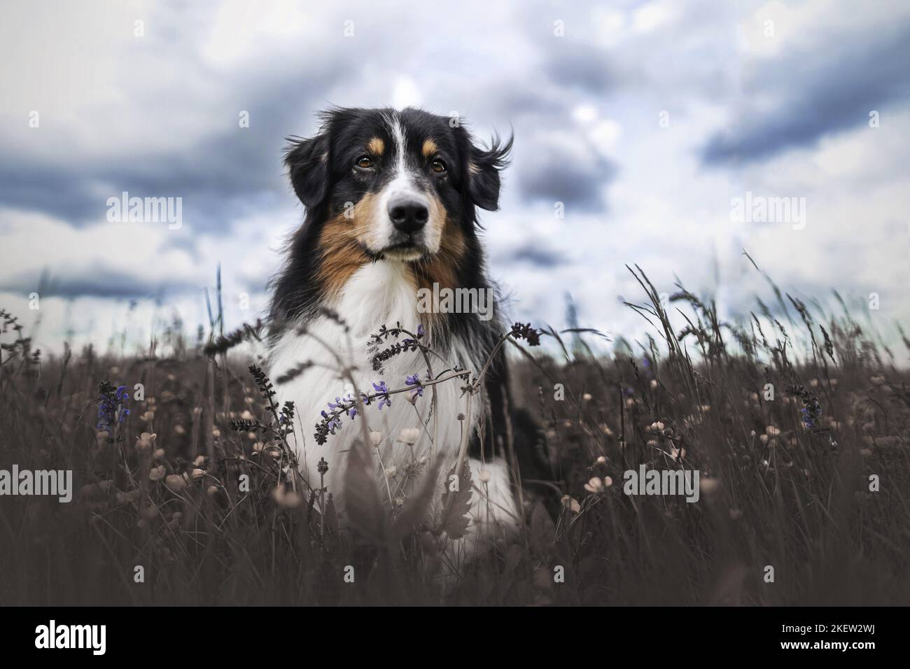 adult Australian Shepherd Stock Photo - Alamy