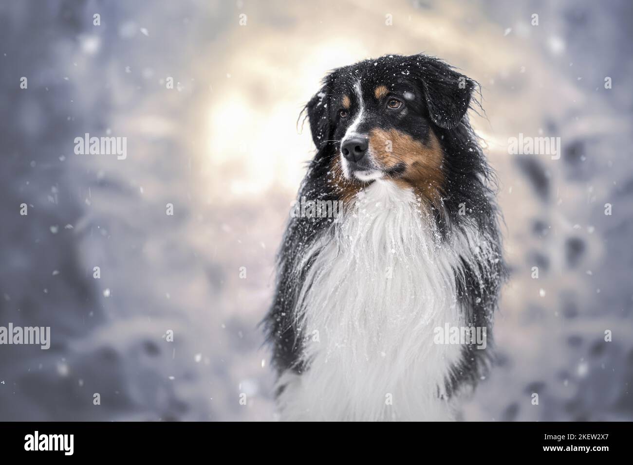 adult Australian Shepherd Stock Photo - Alamy