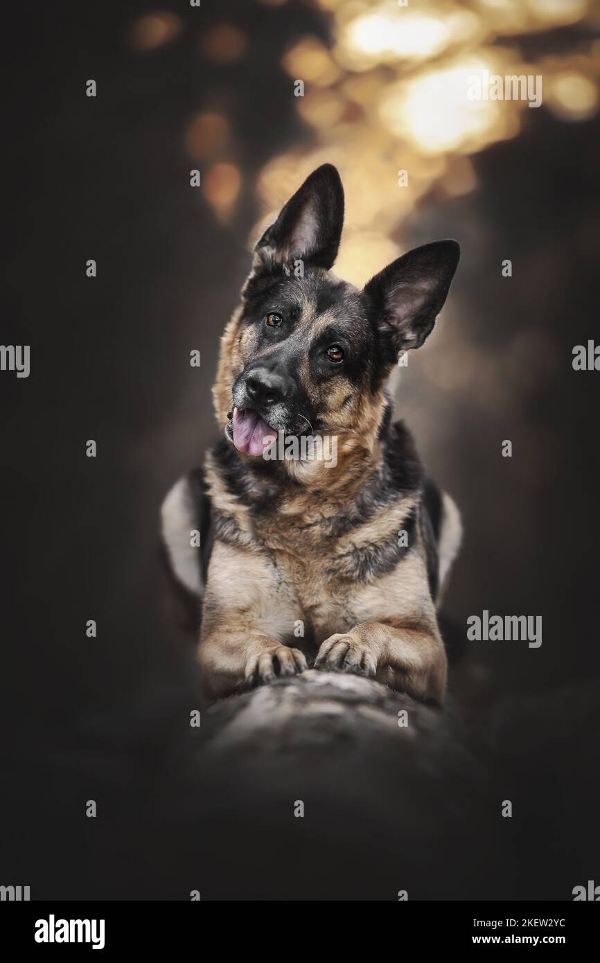 adult German Shepherd Stock Photo - Alamy